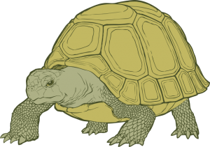 Initial Commit: Time Tortoise - Red-Green-Code